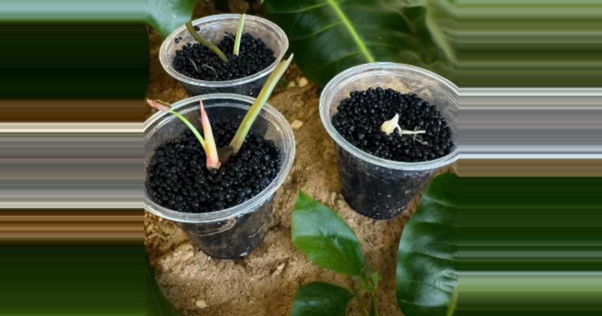 Fluval Stratum — Nutrient-Rich, pH-Balanced Substrate for Rooting and ...