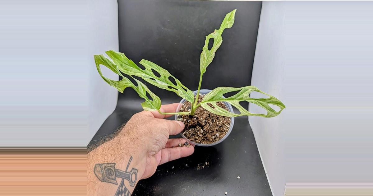 Monstera adansonii indo mint variegated- exact plant (5) ($50) from ...