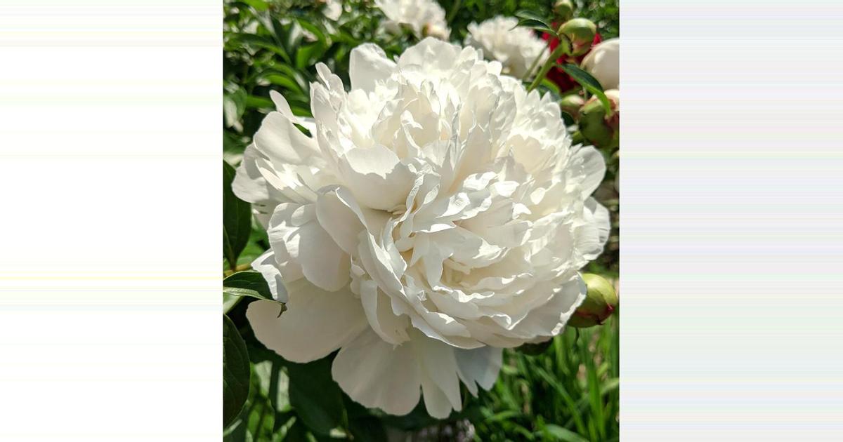 Peony Duchess de Nemours root tuber ($30) from @Thejazzvine