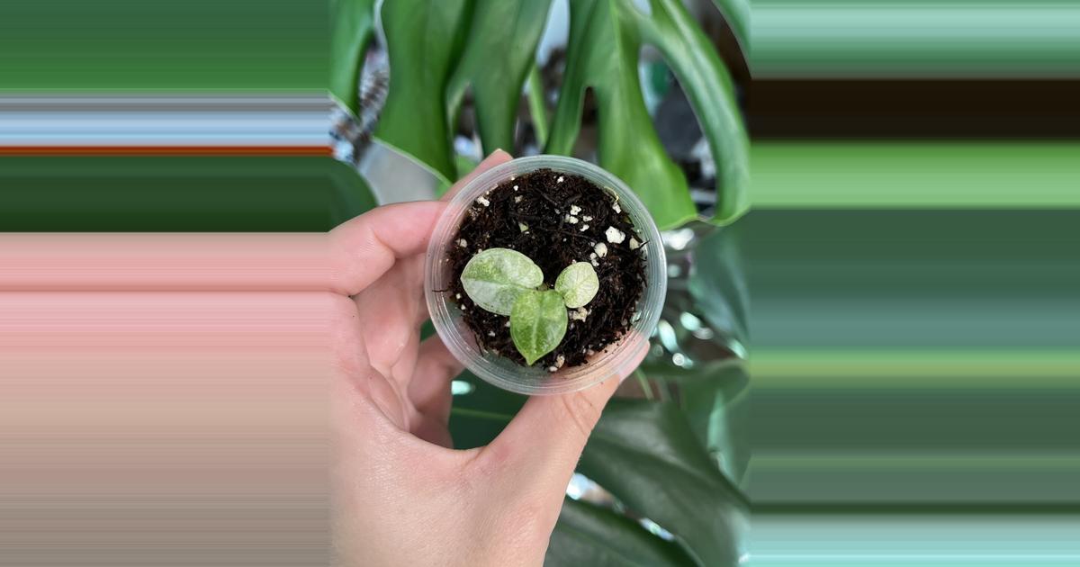 Alocasia Ninja Tricolor Variegated ($28) from @MintyFresh