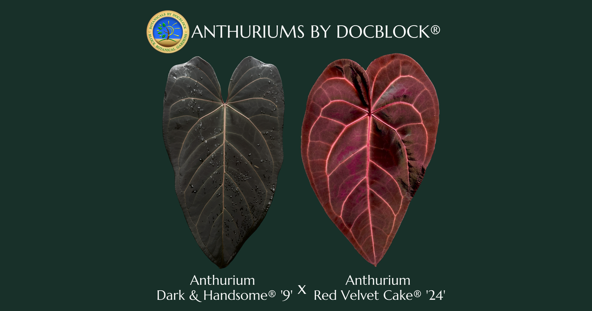 Anthurium Dark & Handsome '9' x Red Velvet Cake '24' by DocBlock ...