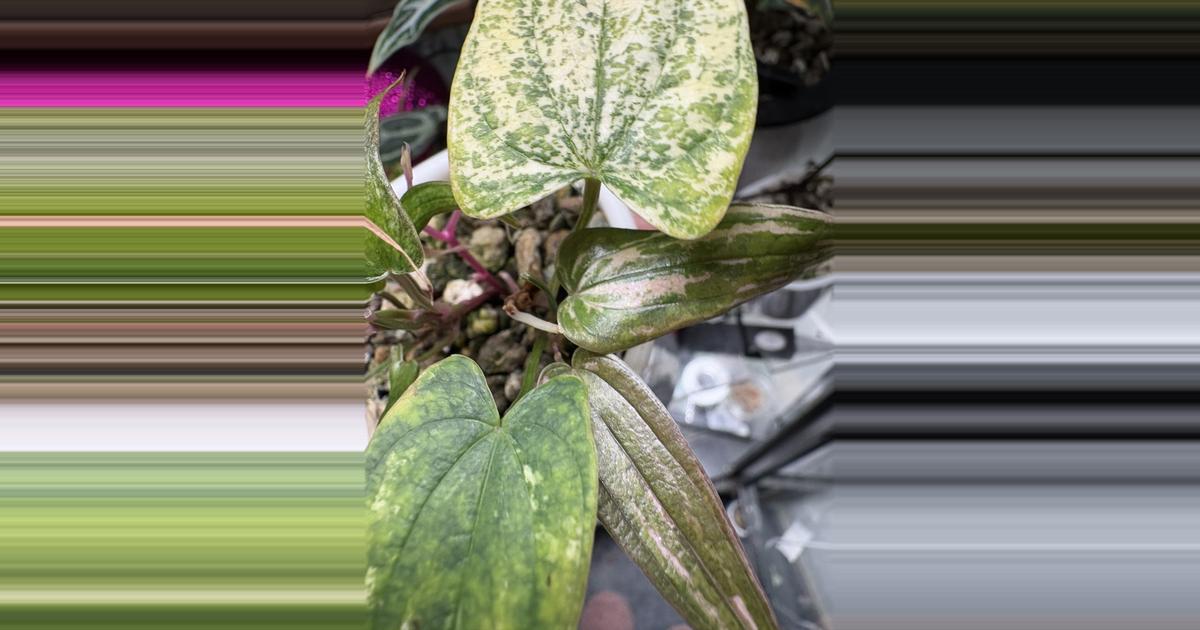 Pink pixel ($175) from @MossAndMoth