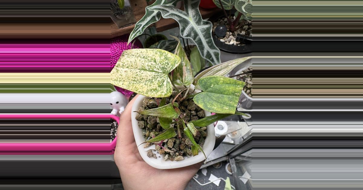 Pink pixel ($175) from @MossAndMoth