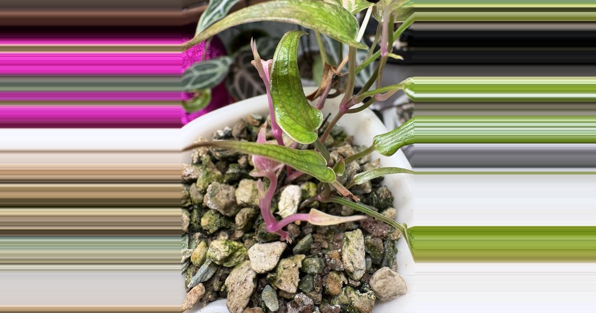 Pink pixel ($175) from @MossAndMoth