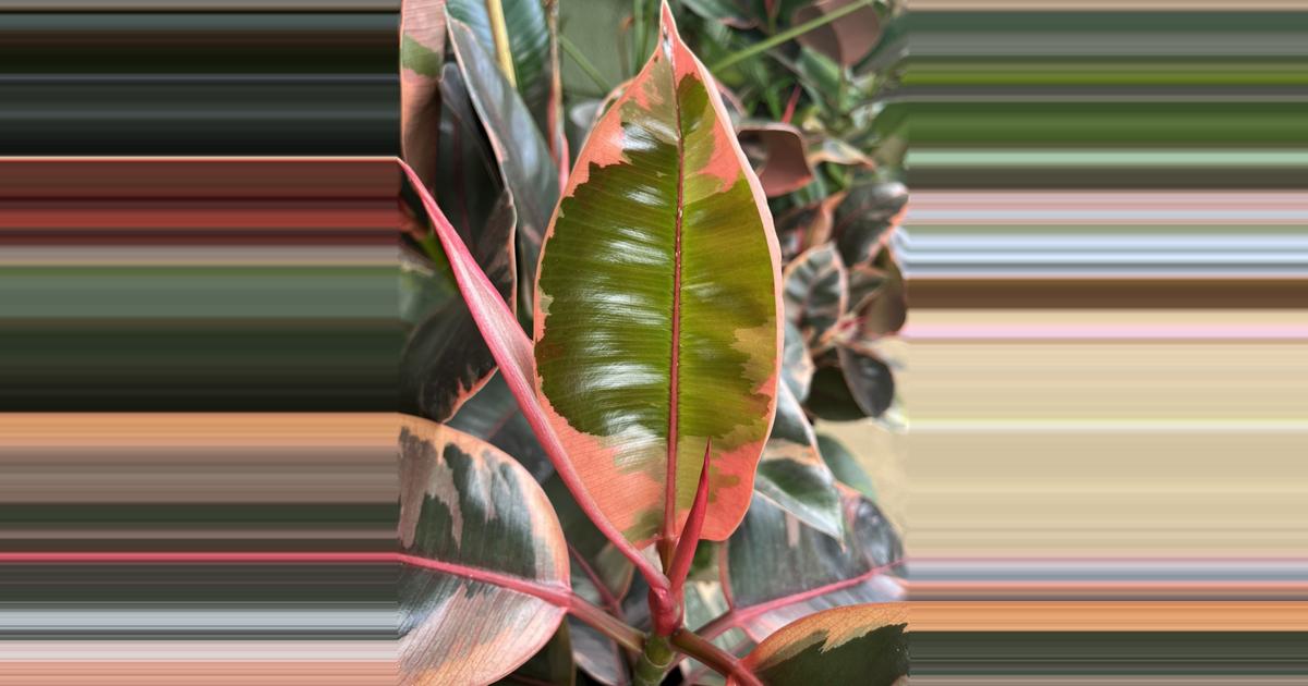 Elastica “ Ruby Red” ($25) from @LotusBloomExchange