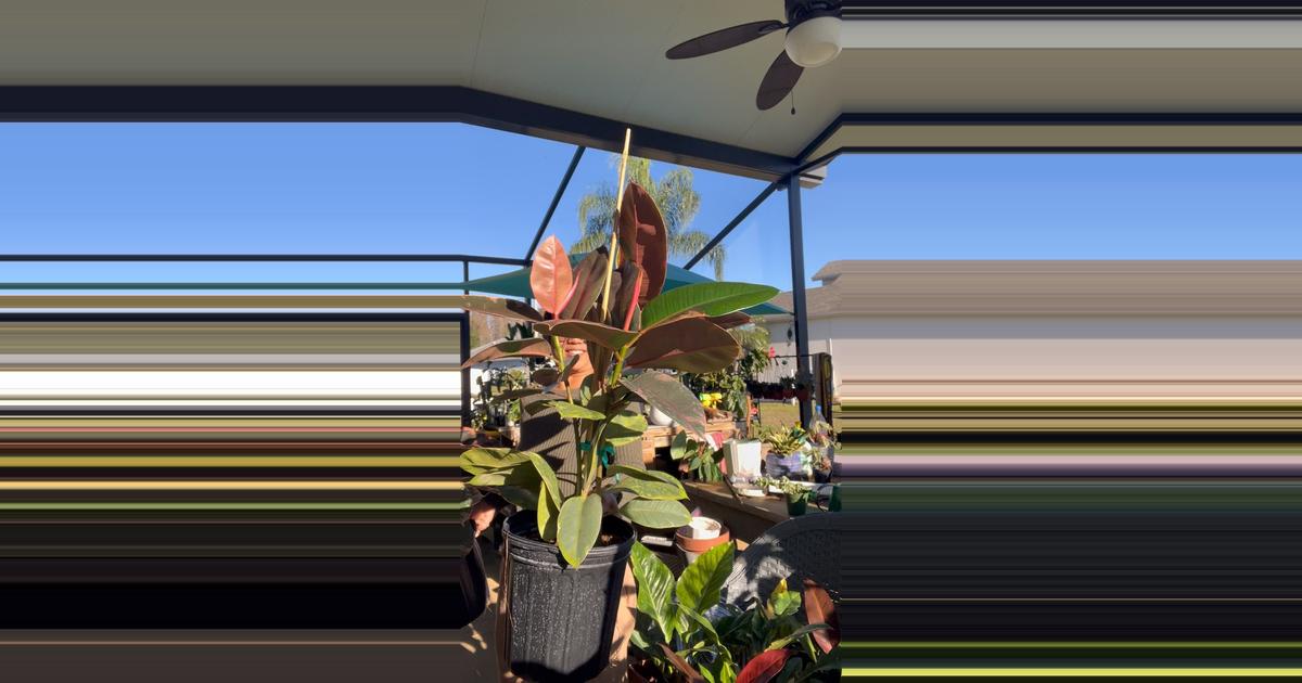 Elastica “ Ruby Red” ($25) from @LotusBloomExchange