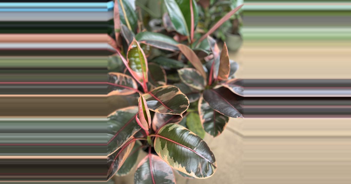 Elastica “ Ruby Red” ($25) from @LotusBloomExchange