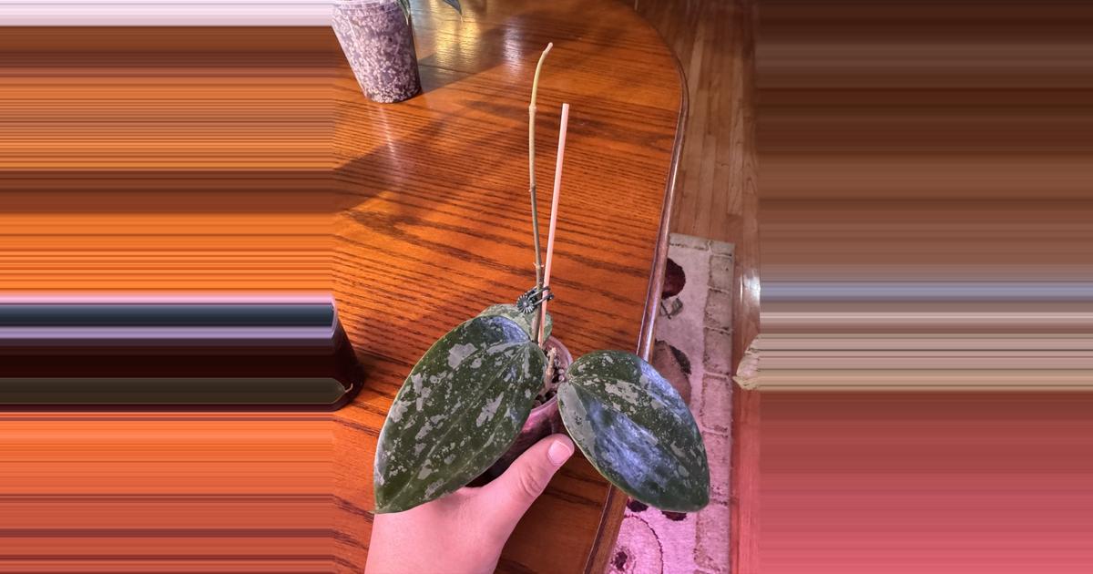 Hoya Latifolia Snow Queen (High splash/3 growth points) ($65) from ...