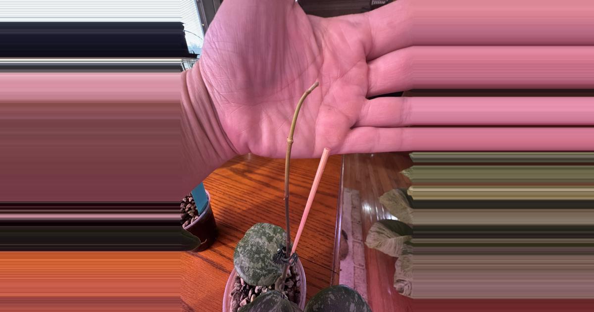 Hoya Latifolia Snow Queen (High splash/3 growth points) ($65) from ...