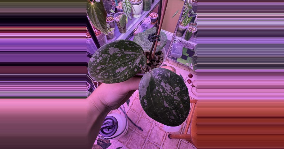 Hoya Latifolia Snow Queen (High splash/3 growth points) ($65) from ...