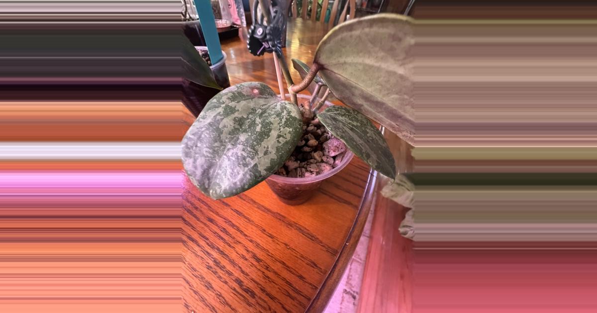 Hoya Latifolia Snow Queen (High splash/3 growth points) ($65) from ...