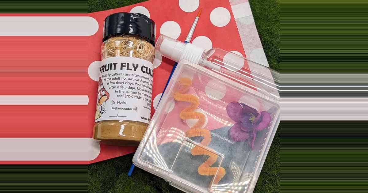 Large Jumping Spider Starter Kit (For Spiders 6 Months & Older) with ...