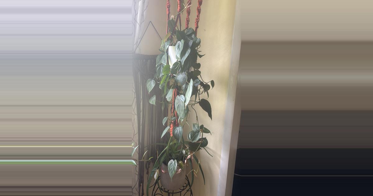 Heartleaf philo trailing mama plant ($20) from @GreenGoddess106