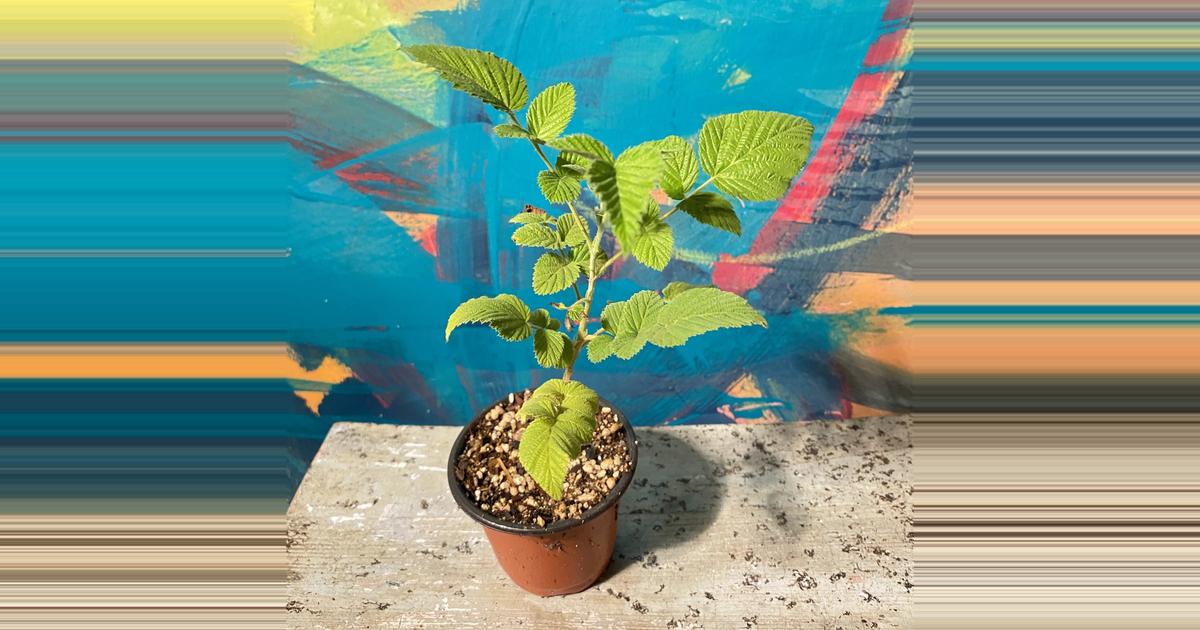 Raspberry Plant Mysore ($15) from @SunkissedGarden