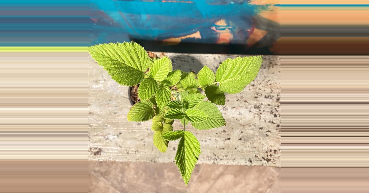 Raspberry Plant Mysore ($15) from @SunkissedGarden