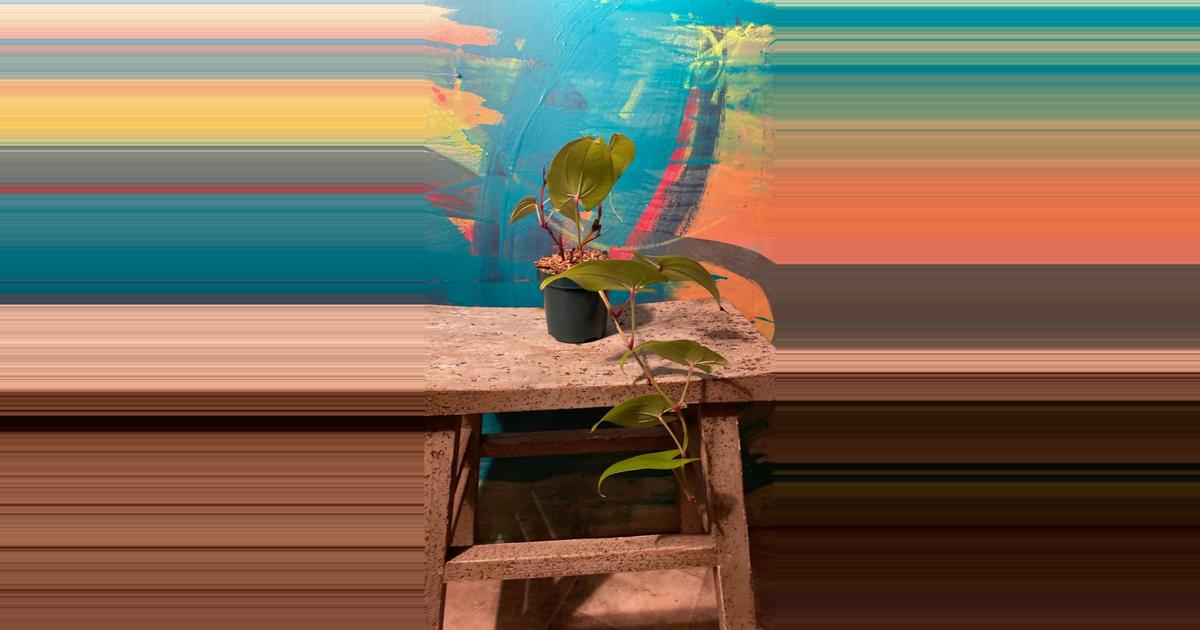 Ube Plant 💜 Purple Yam ($25) from @SunkissedGarden