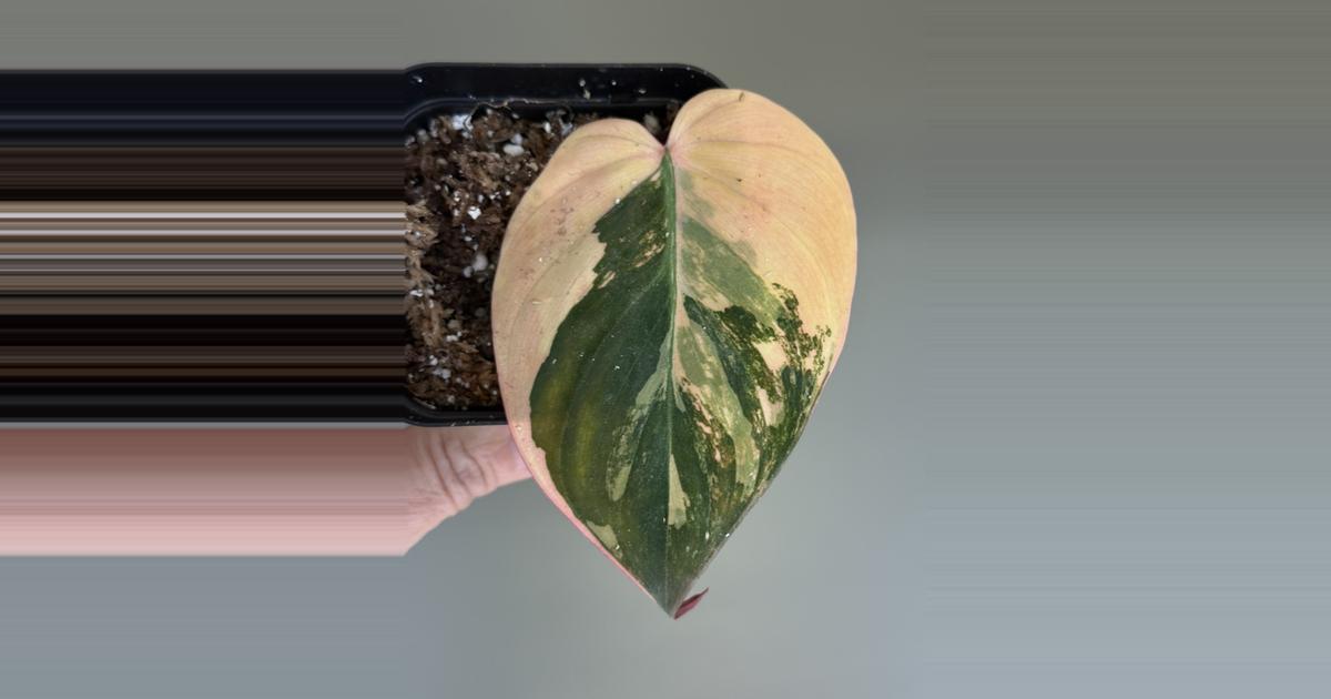 150 XL Ferrari Micans rooted cutting ($30) from @Thesassyplantlady