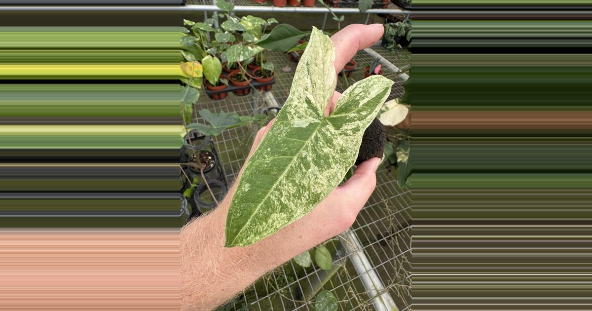 Syngonium batik variegated starter plant growers choice ($15) from ...