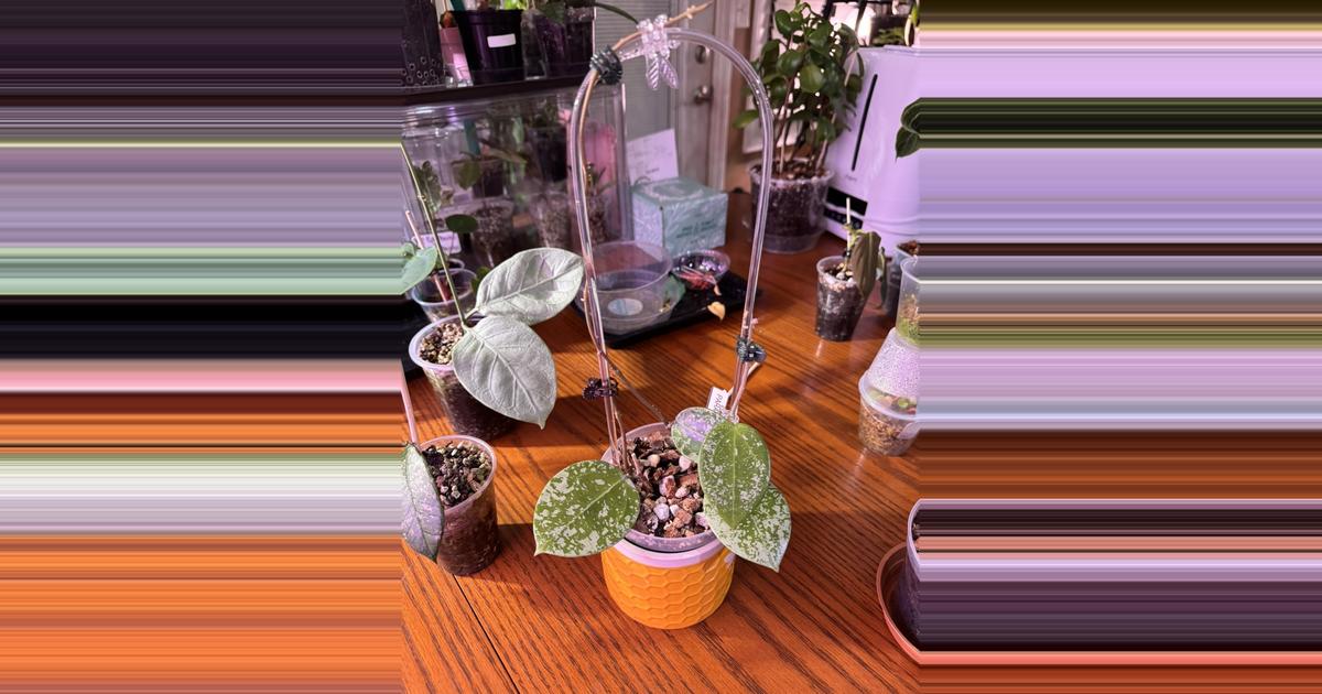 Hoya Parasitica splash (High color) ($25) from @MegNmoss