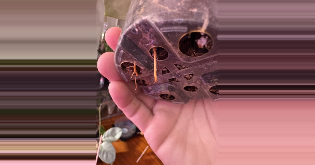 Hoya Parasitica splash (High color) ($25) from @MegNmoss