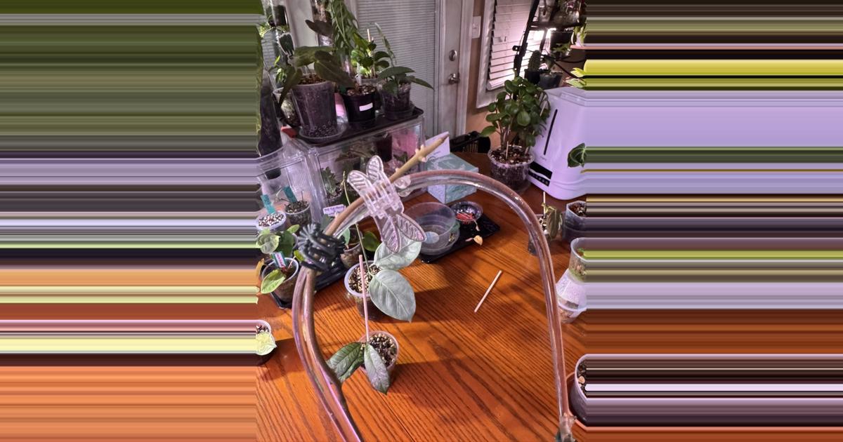 Hoya Parasitica splash (High color) ($25) from @MegNmoss