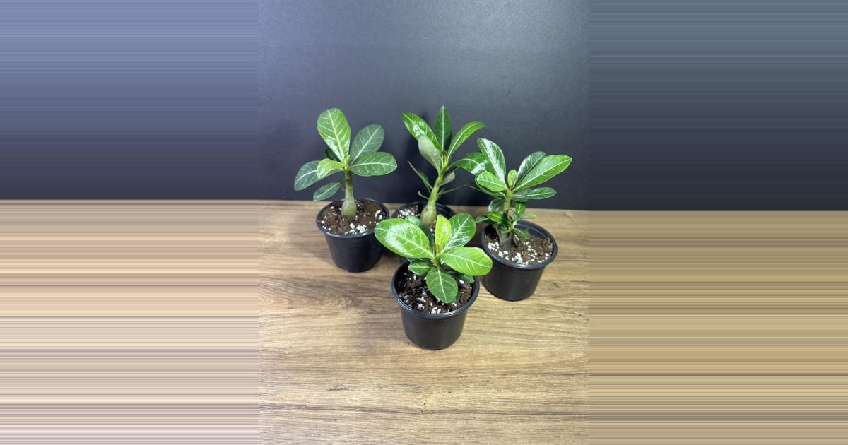Adenium Desert Rose - Mixed Colors 3” - grower’s choice ($10) from ...