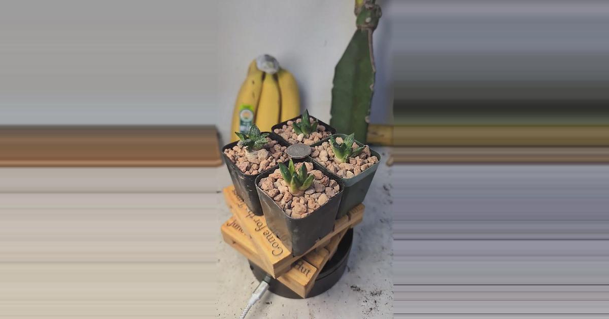 133 baby 🐥 Godzilla 2" pots , gc ($14) from @JunesCactus