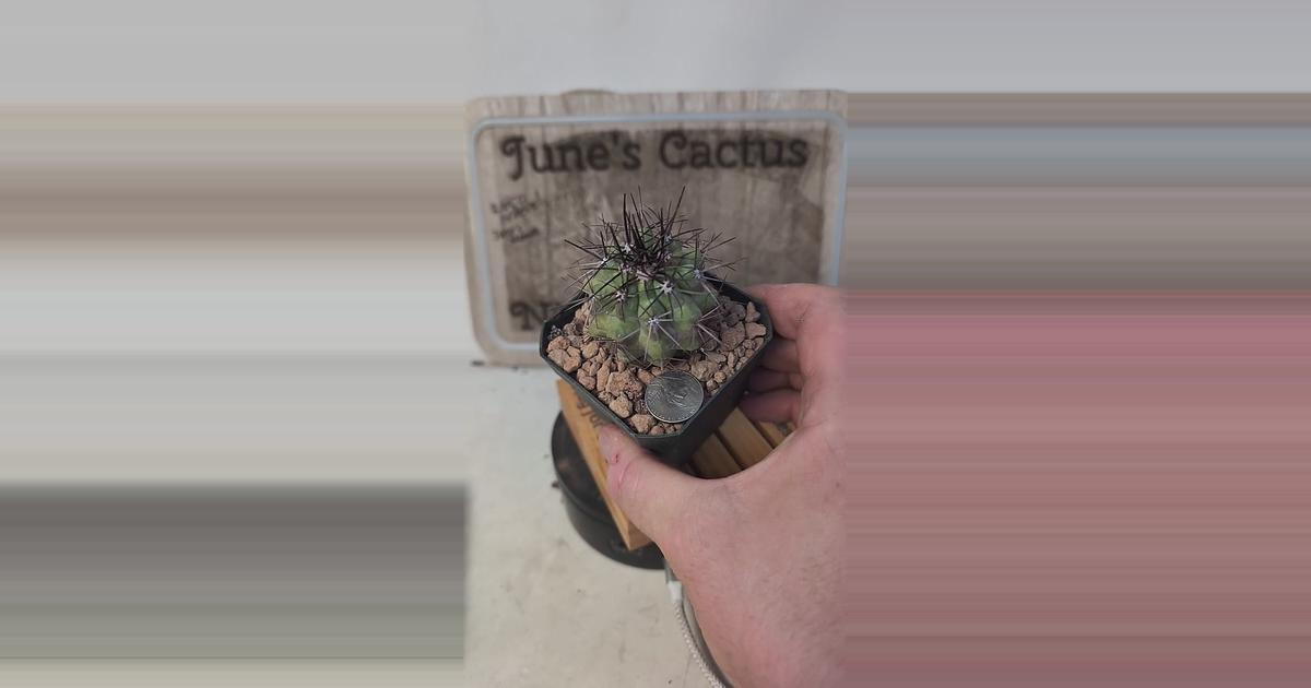 l117 copiapoa cinerea hybrid, super spiny 2.75" pot ($69) from @JunesCactus