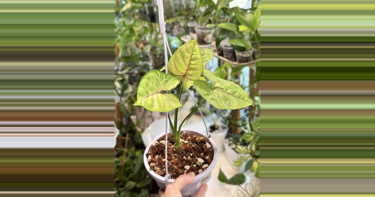 28-Syngonium Bob Allusion in larger hanging basket ($15) from @ViningMoon