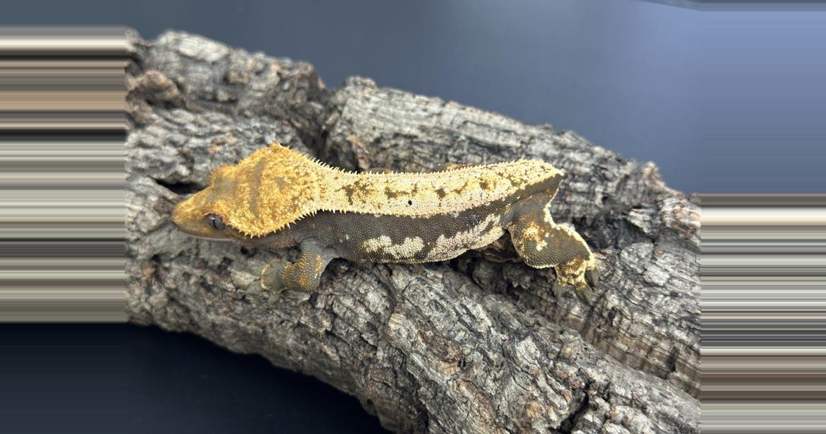 297a 31g Female Pin White wall ($225) from @WhiteTankExotics