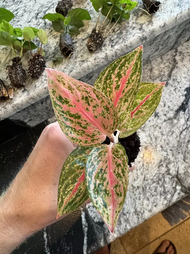 Aglaonema gold powder starter plant growers choice ($13.5) from ...