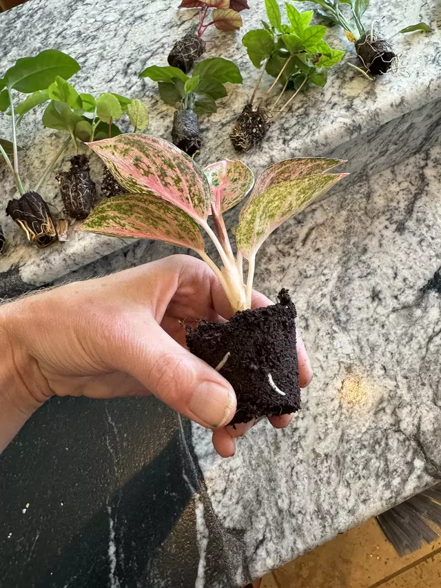 Aglaonema gold powder starter plant growers choice ($13.5) from ...