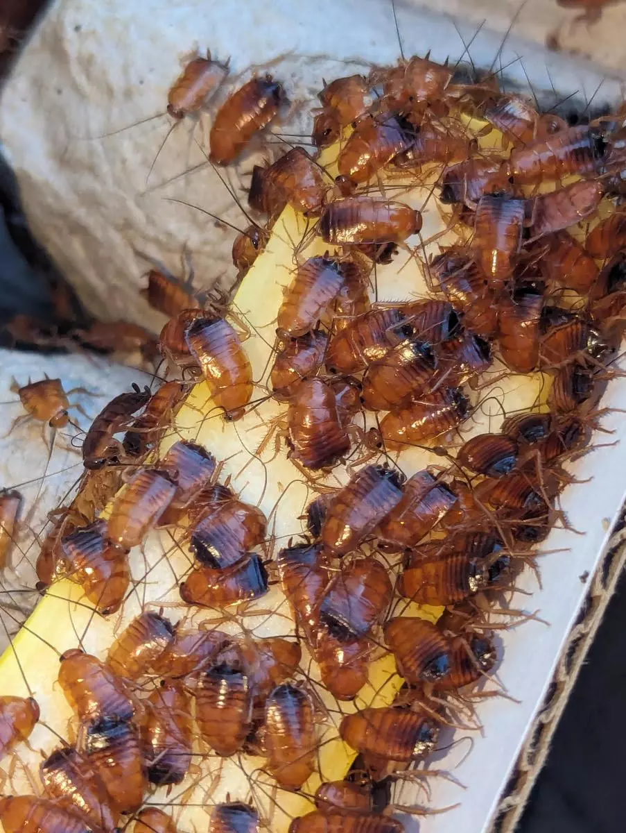 Red Runner Roaches ($10) from @TyDyeExotics