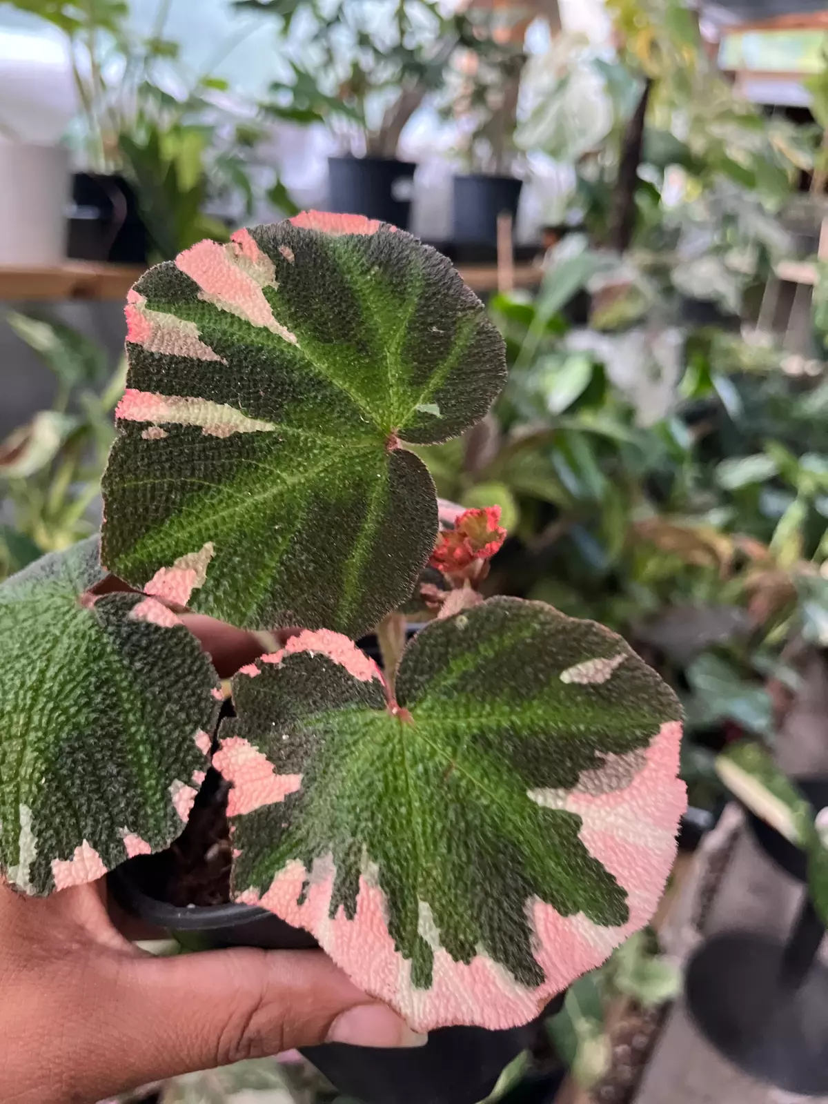 Begonia Soli Mutata Variegated ($120) from @Plantasmic