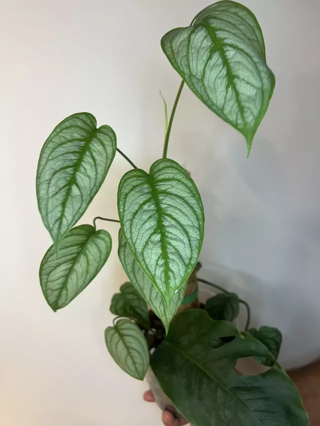 Monstera Dubia ($125) from @TropicalPlantShop