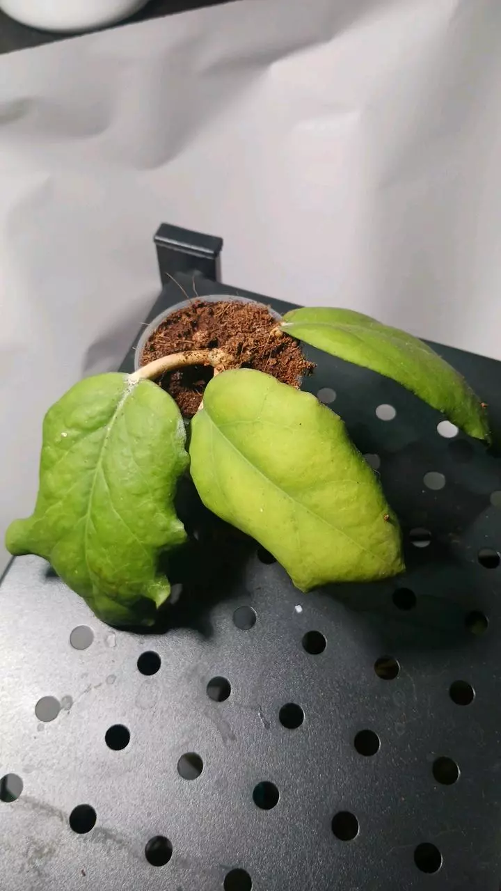 A13 lost tag ($14) from @Hoya_Vault_Alma