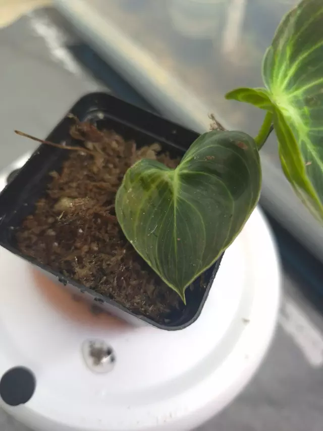 Reverted Philodendron Melanochrysum ($8) from @Mr.PHOTOSYNTHESIS