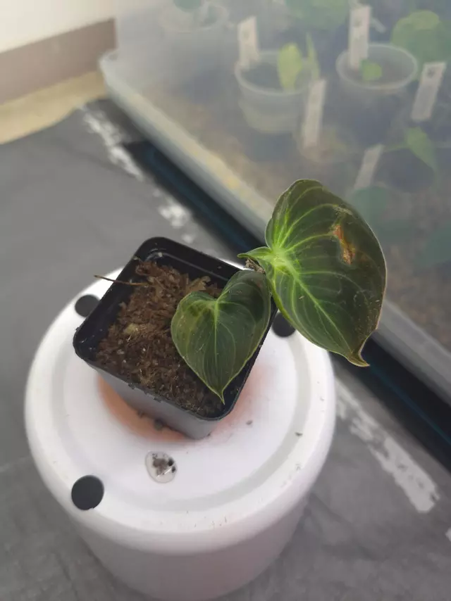 Reverted Philodendron Melanochrysum ($8) from @Mr.PHOTOSYNTHESIS