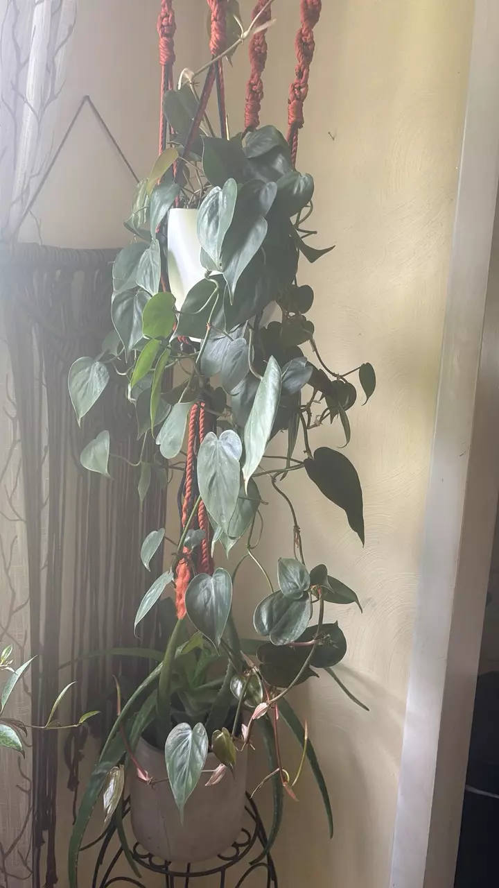 Heartleaf philo trailing mama plant ($20) from @GreenGoddess106