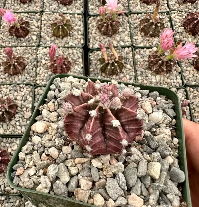 Gymnocalycium Mihanovichii, Chin Cactus, Rare Cactus, Red Cactus Exotic ...