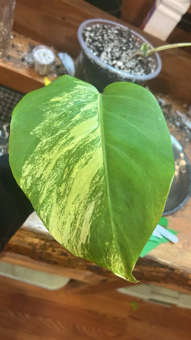 Monstera aurea/tricolor established plant ($45) from @TheExoticBotanist