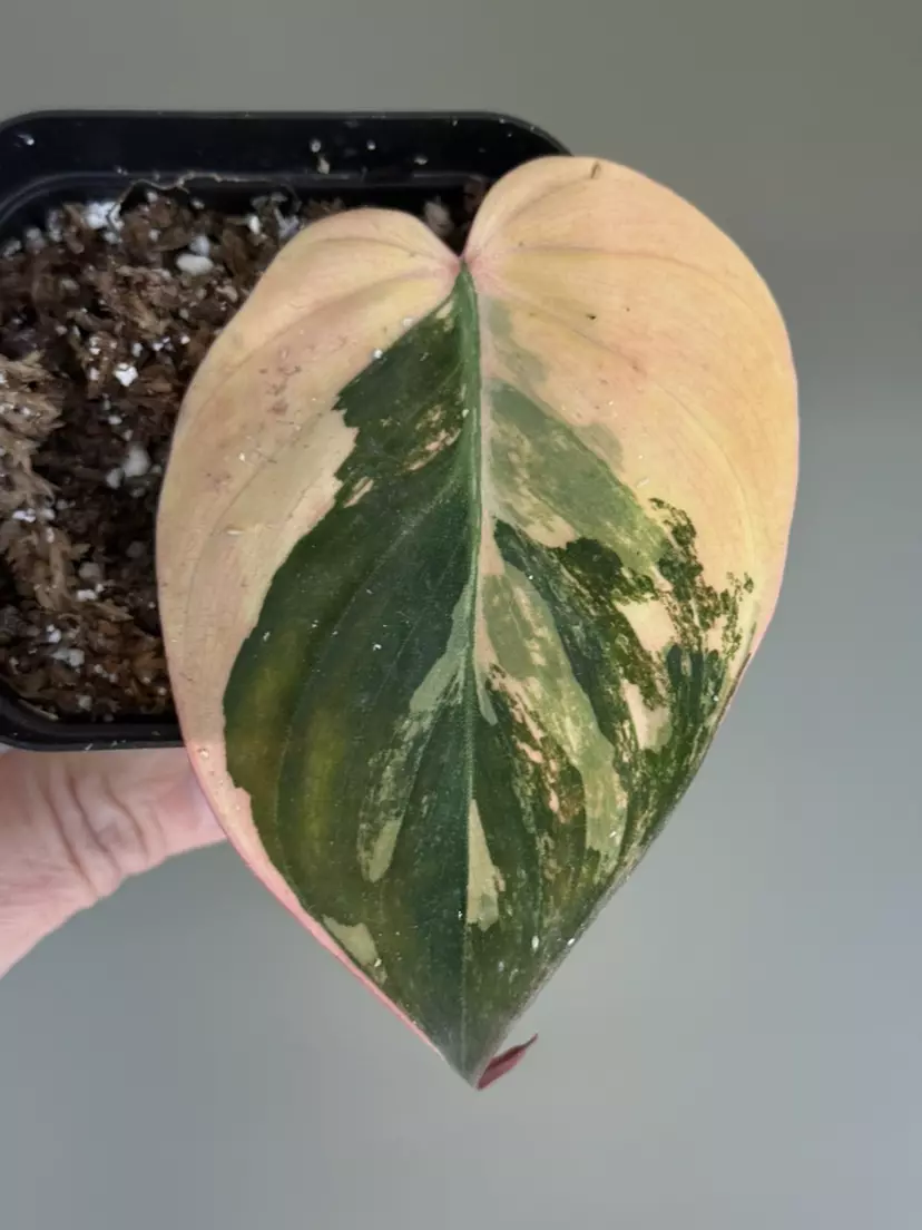 150 XL Ferrari Micans rooted cutting ($30) from @Thesassyplantlady