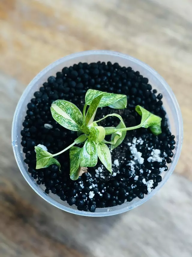 Philodendron Green Congo Nuclear ($12) from @ViridescentVariegateds