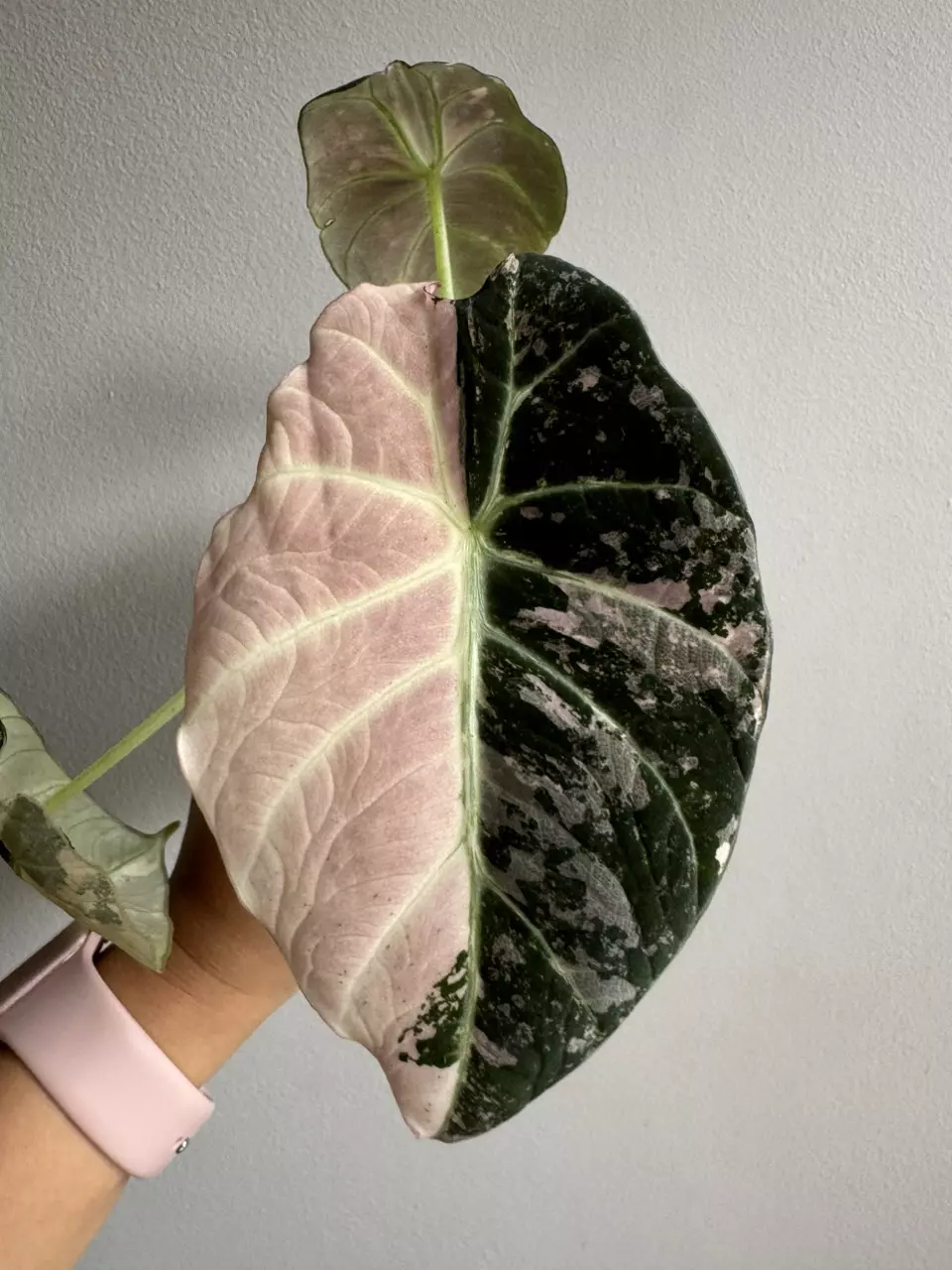 Palmstreet - The #1 Live Shopping App for Plants, Crafts, and Crystals