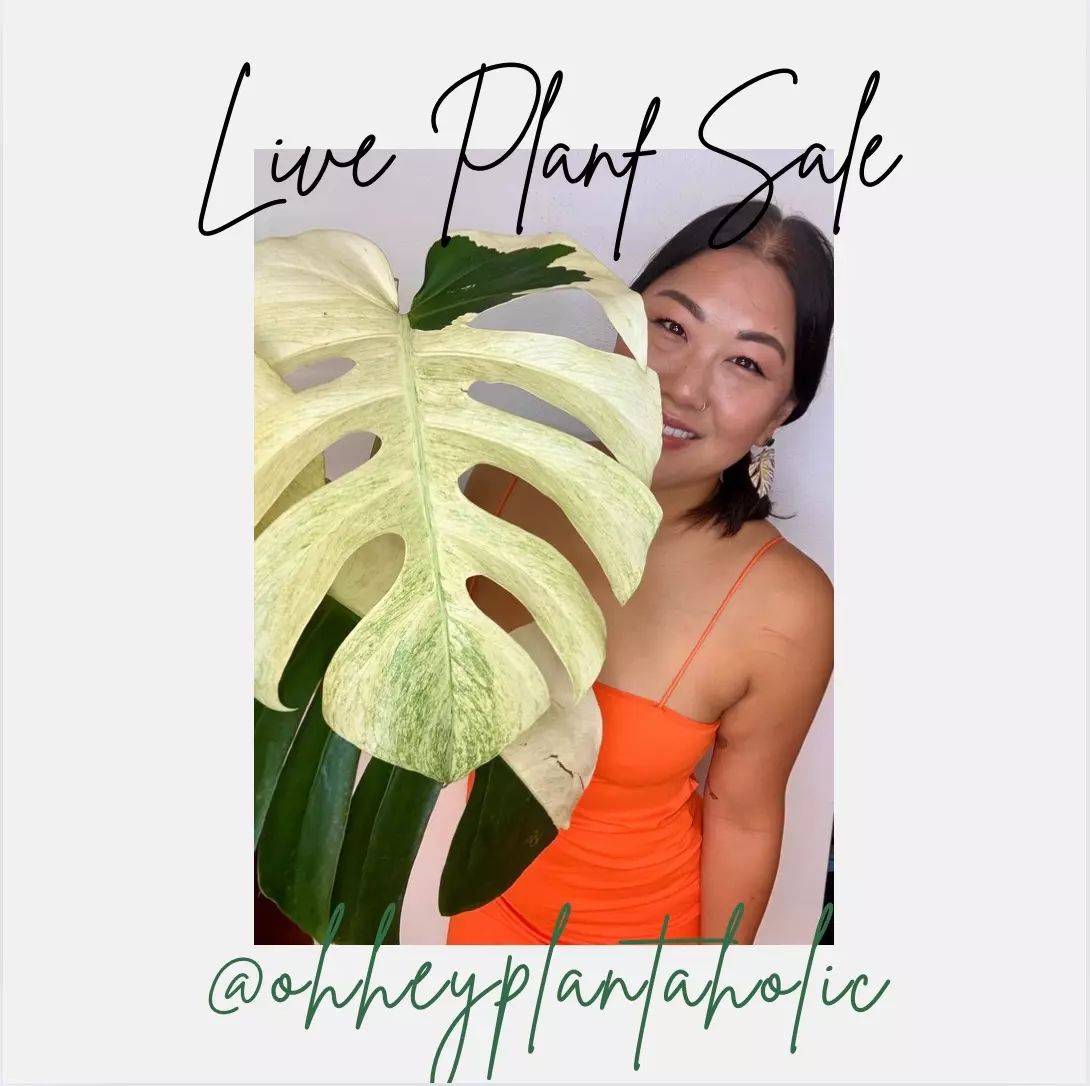 Palmstreet - The #1 Live Shopping App for Plants, Crafts, and Crystals