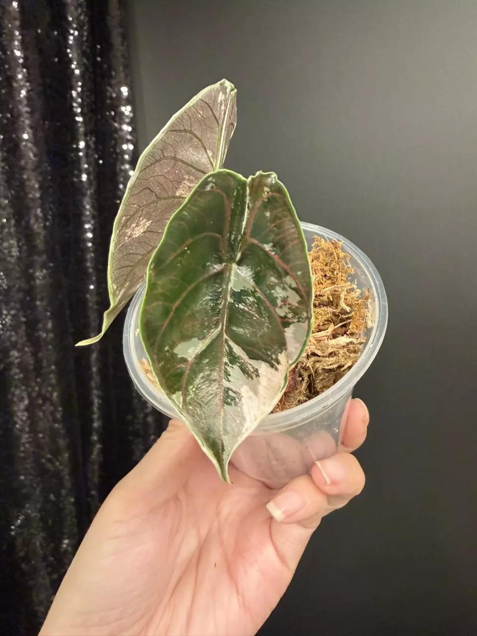 Maculata Pink, Melano Orange, Bantianum, Joepii var Cuttings