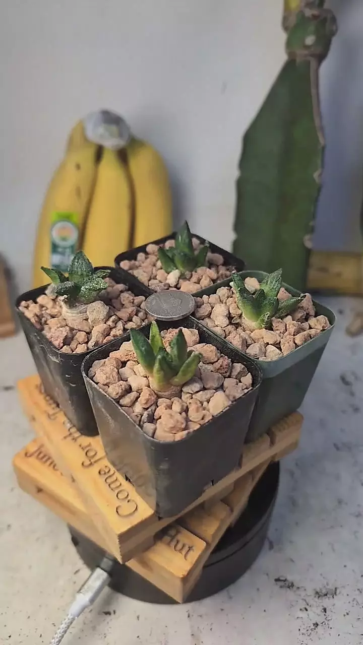 133 baby 🐥 Godzilla 2" pots , gc ($14) from @JunesCactus