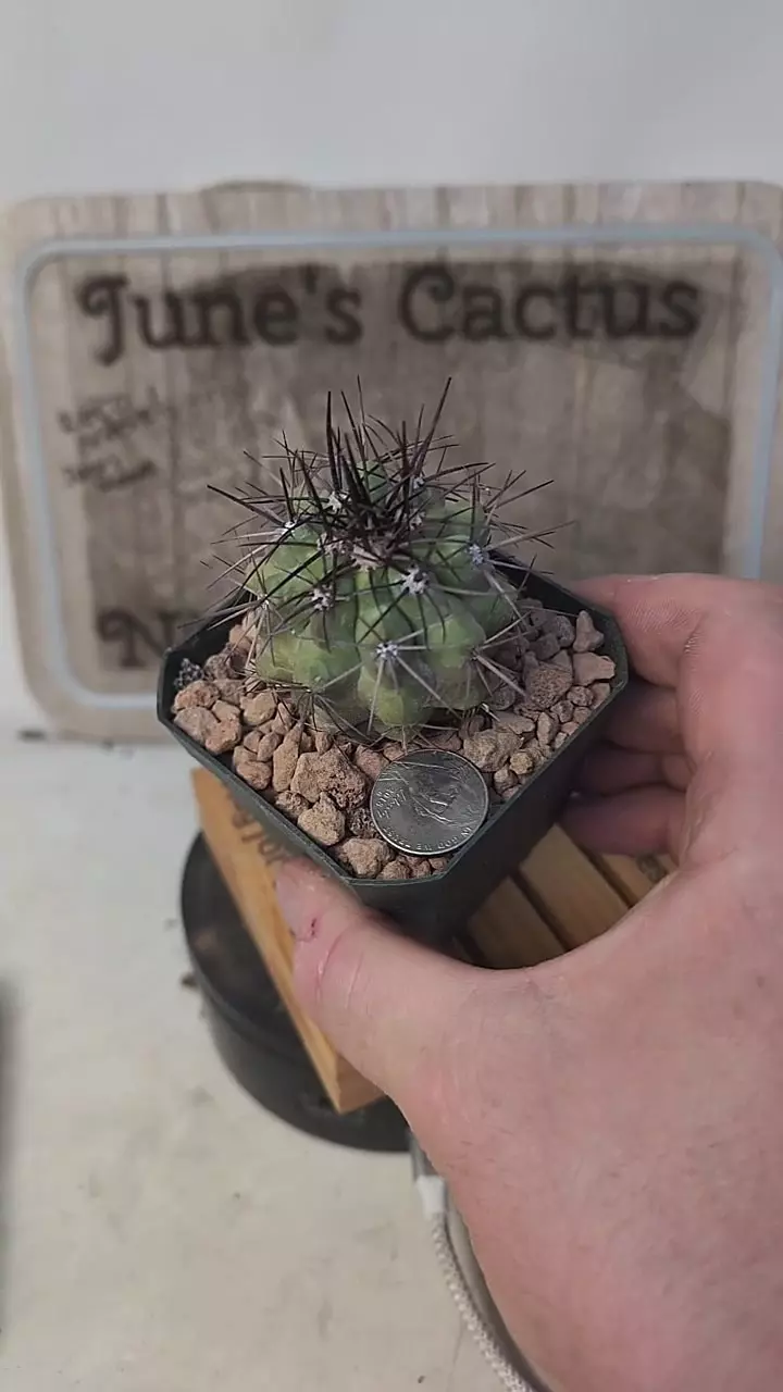 l117 copiapoa cinerea hybrid, super spiny 2.75" pot ($69) from @JunesCactus