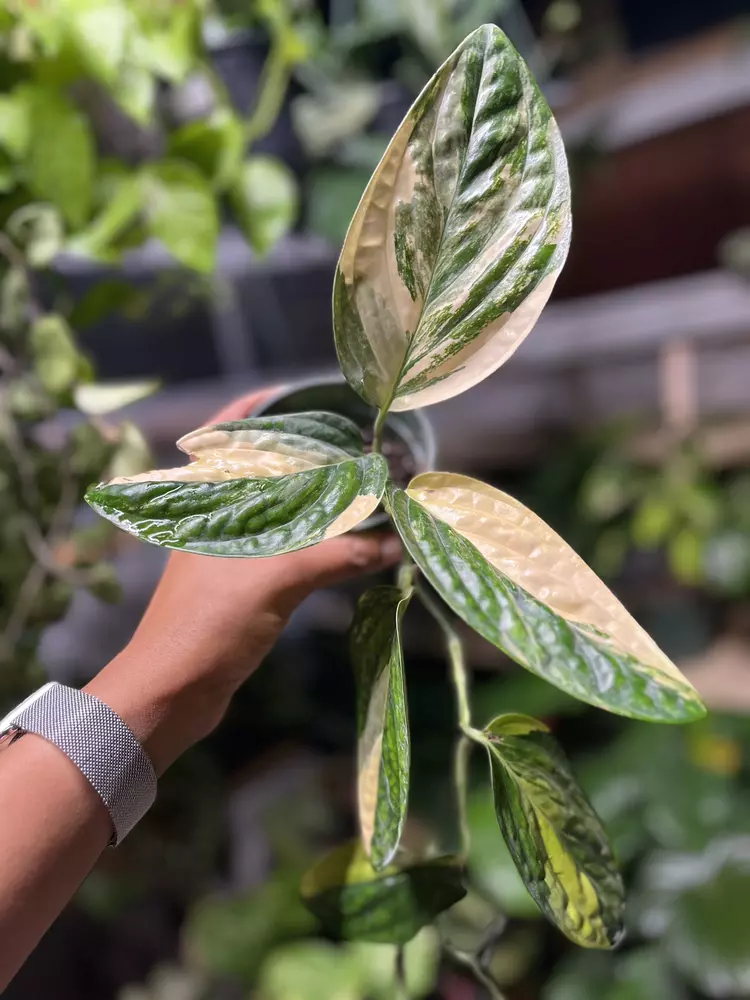 Monstera Peru Variegated long and trailing ($75) from @Plantasmic