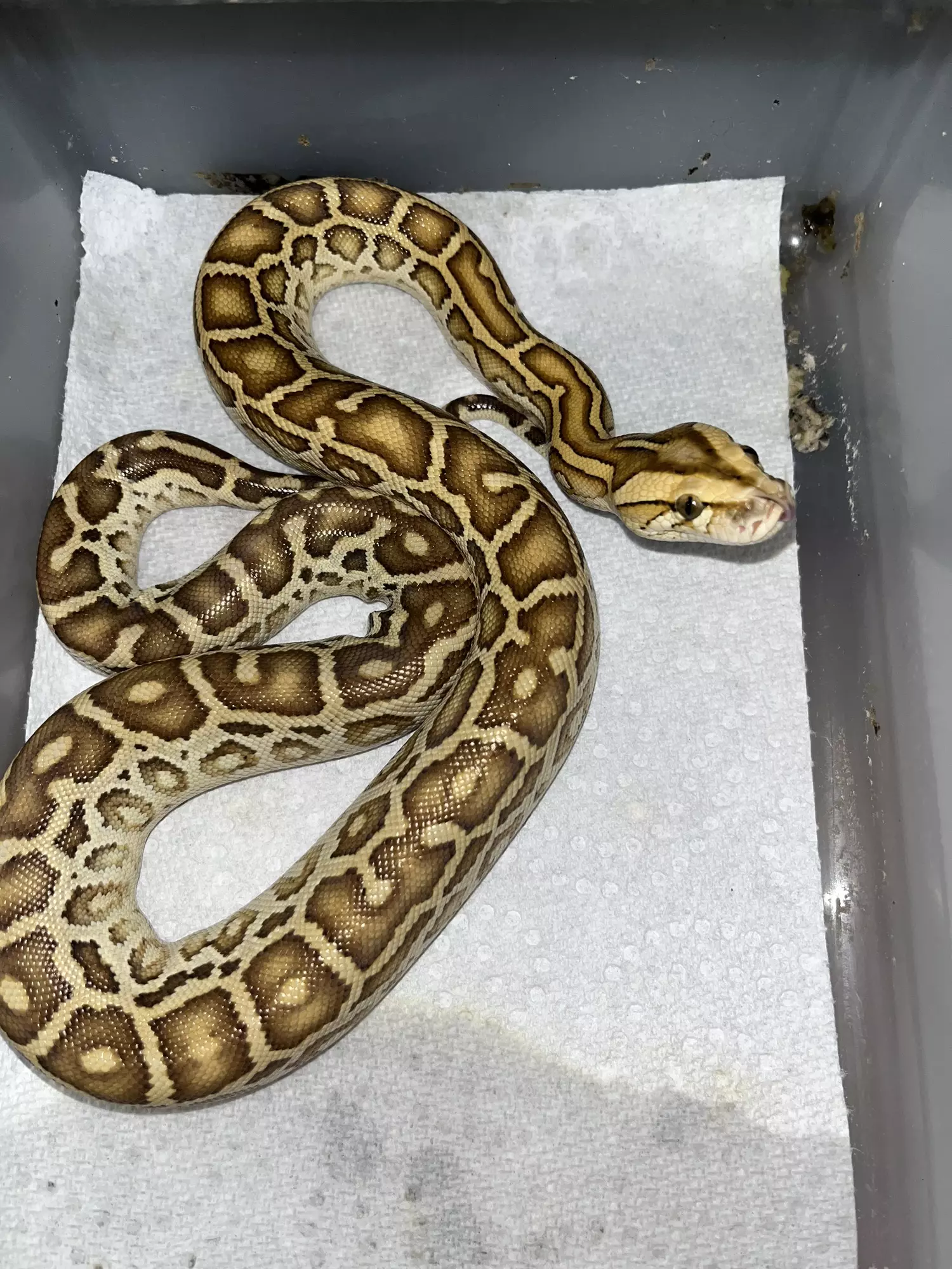 hypo green burmese python